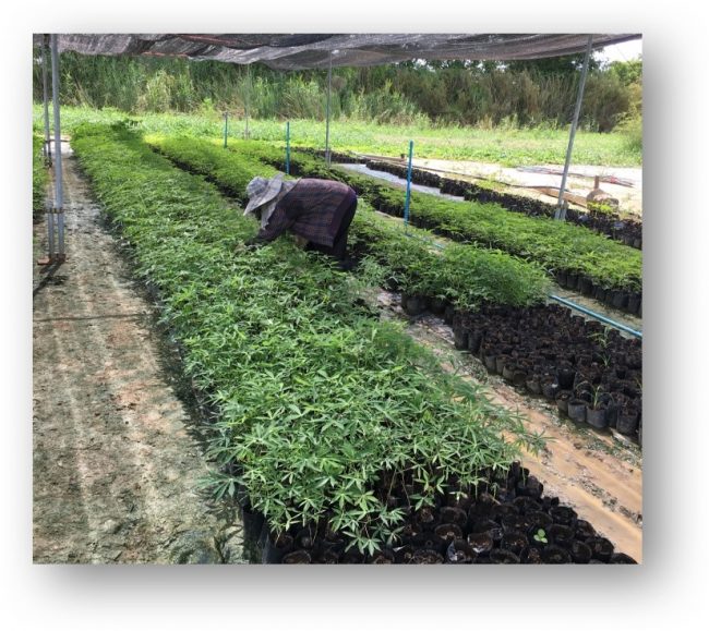 Banpong Waxy Tapioca. Cassava Plantation - Banpong Tapioca