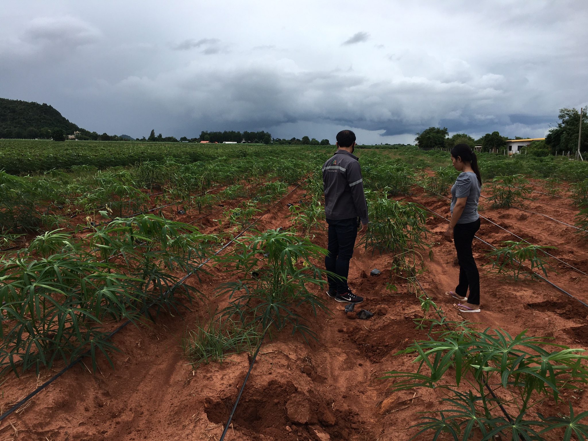What is Waxy Starch ? - Banpong Tapioca