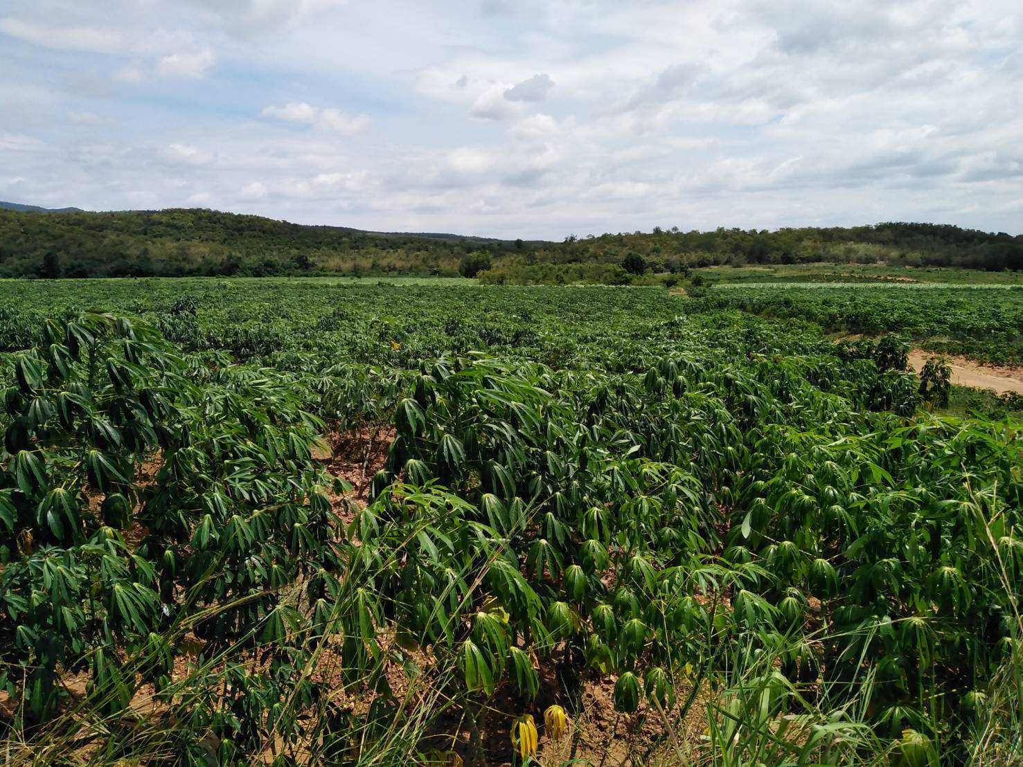 Organic Cassava Plantation - Banpong Tapioca